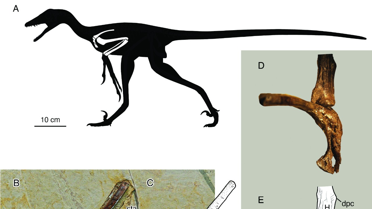 A four-winged dinosaur newly described from China glided between trees ...