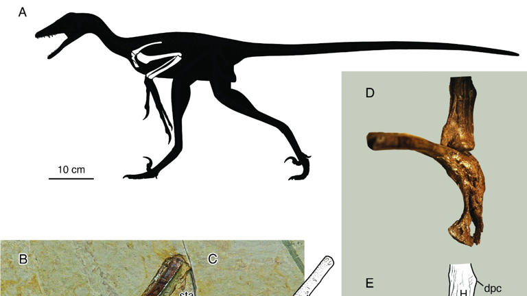 A four-winged dinosaur newly described from China glided between trees ...