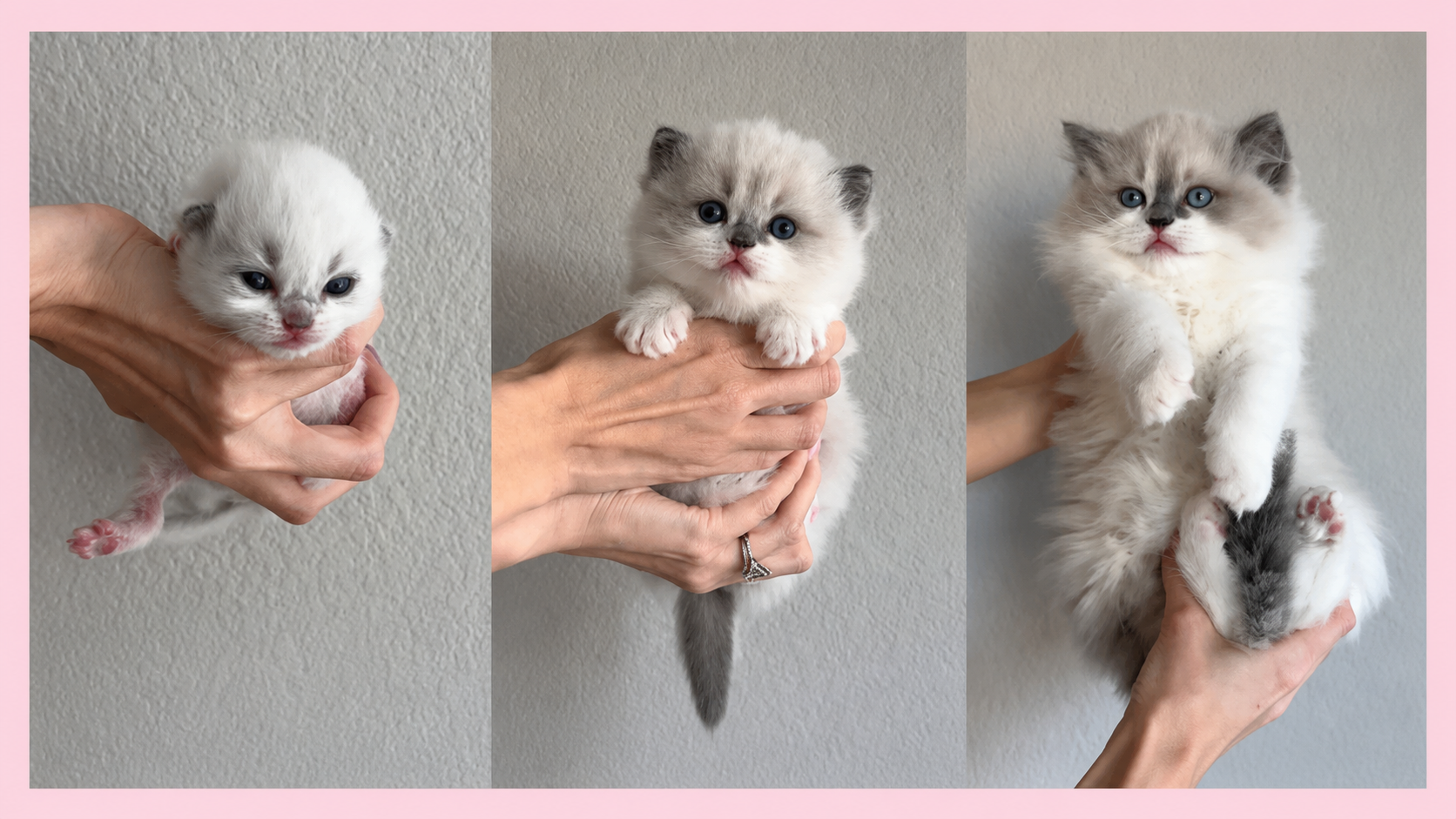 Tiny beans turn into tiny chaos machines