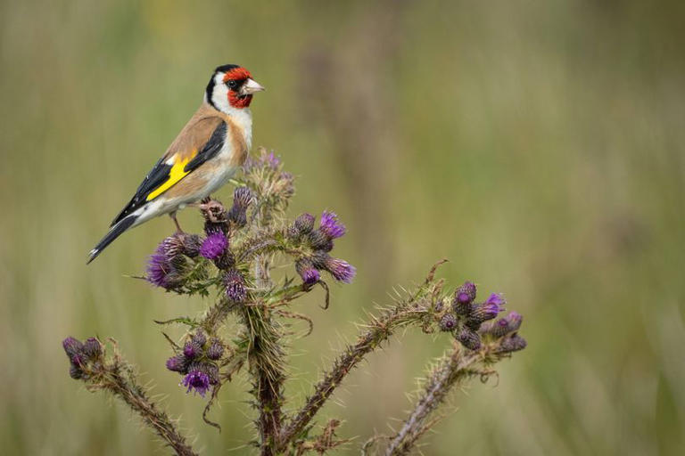 Plant this one flower in June to get finches flocking to your garden