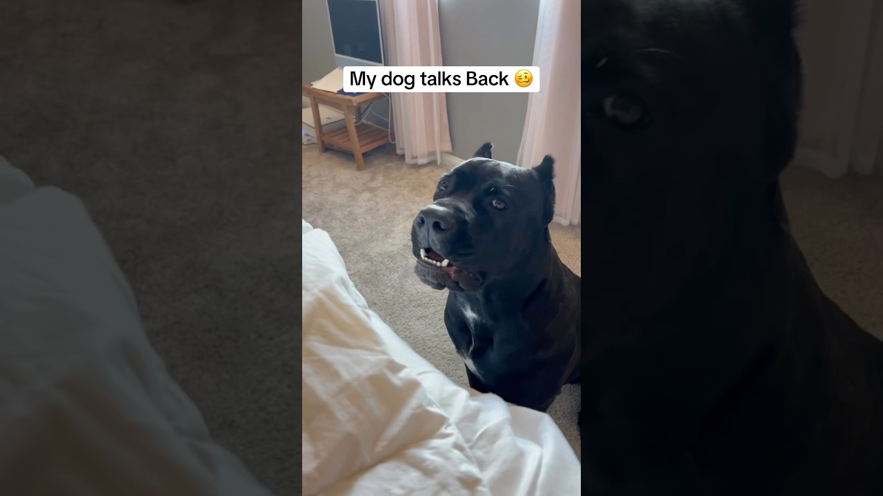 Cane corso has plenty to say about what's happening