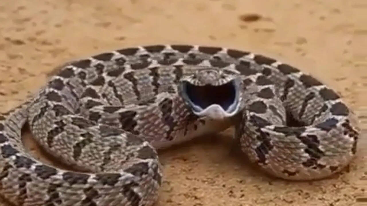Snake’s hilarious attempt to scare the camera leaves internet in splits ...