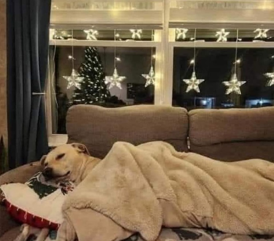 Cane dorme finalmente sul divano dopo anni difficili: ogni giorno con ...