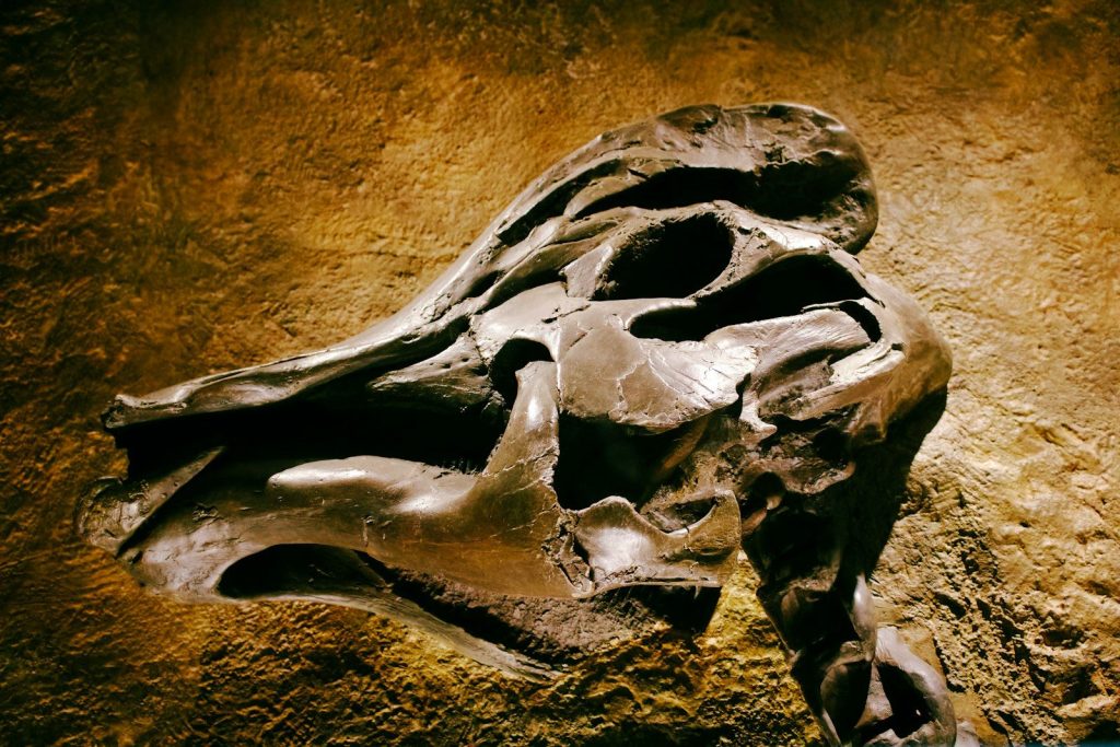 Why some animal fossils turned out to be ancient microbes