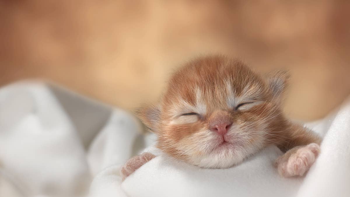 13-day-old orange Maine Coon kittens look like cute little Cheetos
