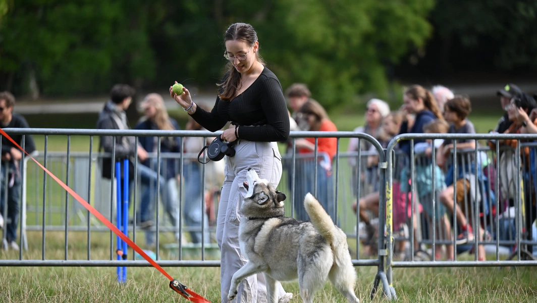 Master the art of dog agility training