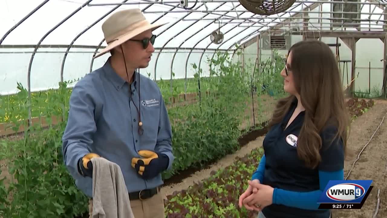 Grow it green: Sun protection in the garden