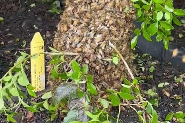 Gardener shares video of dense mass of bees taking over their yard: 'I ...
