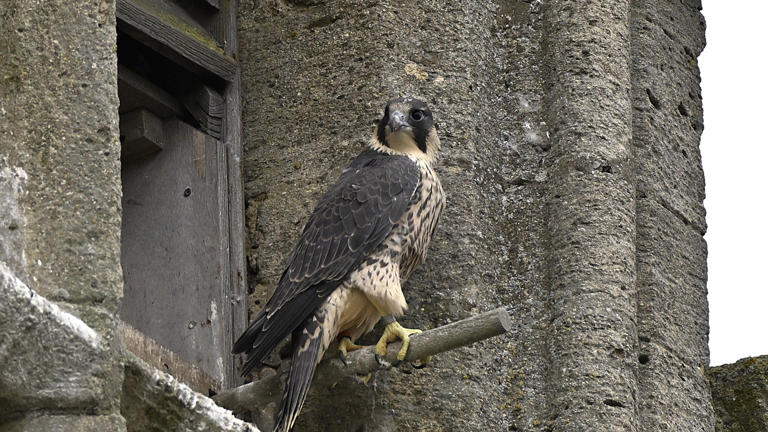 Peregrine falcons hatched and now dispatched