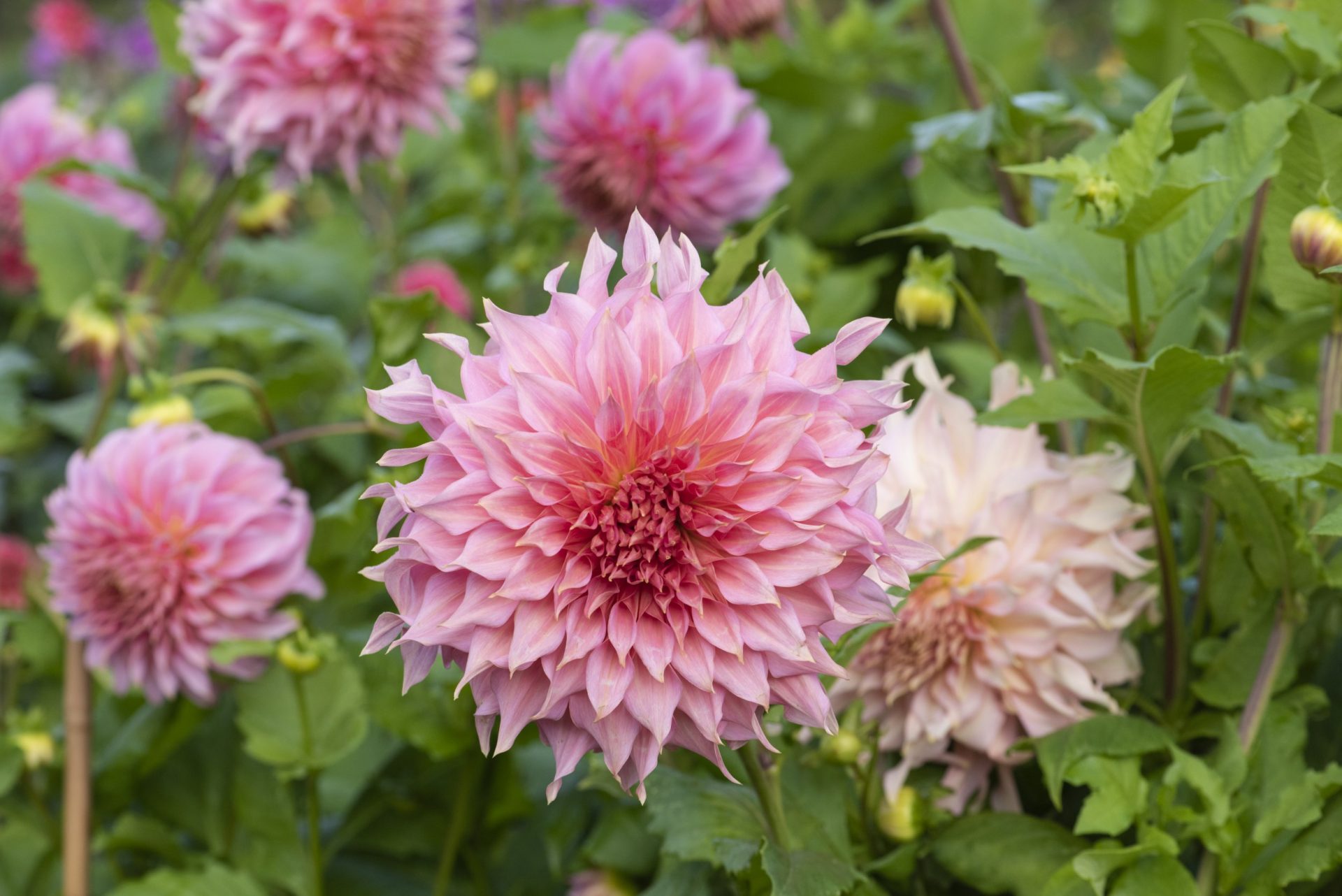 How to revive your garden plants after extreme weather