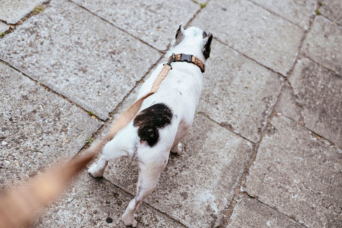 Darum rasten Hunde an der Leine plötzlich aus