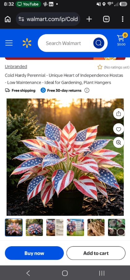 Gardener calls out head-turning American flag plant listing on Walmart ...