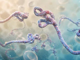 UAE issues updated Ebola travel advisory: 5 key steps for residents to ...