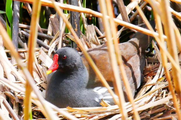 'Peekaboo, I see you': Moorhen photographed in our picture of the week
