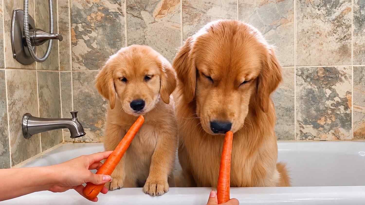 Puppy joins my dog’s carrot review