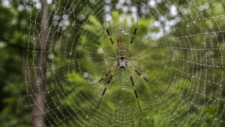 These giant invasive spiders can hear through their webs and even ...