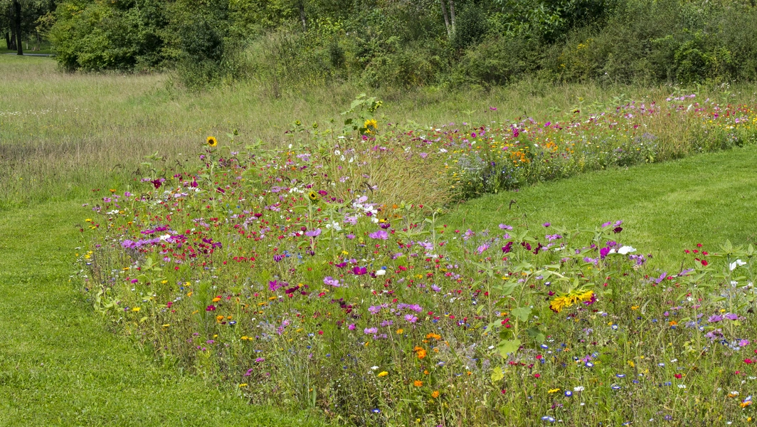 Rethinking butterfly bush for better pollinator gardens