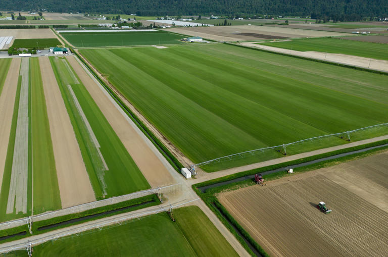 The World Cup pitches are the result of years of engineering to find ...