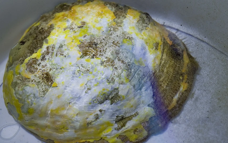 Scientists confirm first white abalone sighting in 5 years