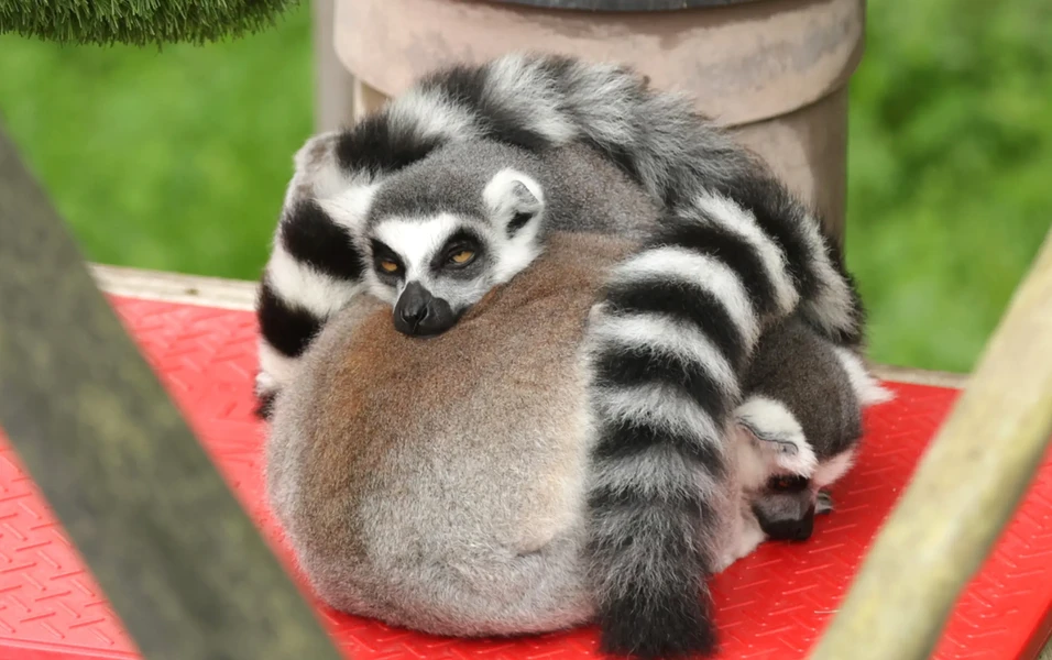 Rare interspecies play between lemurs observed in German park
