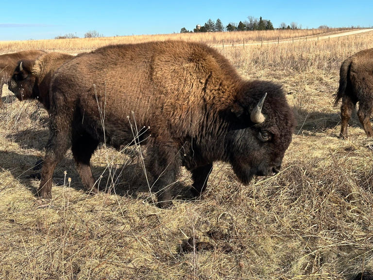 Forget Yellowstone crowds, there’s now wild bison to see in Chicago’s ...