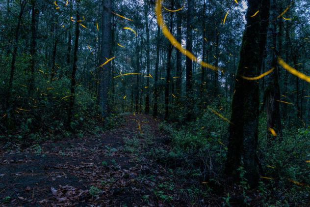 Firefly season is here: When to watch for summer's flashing lights