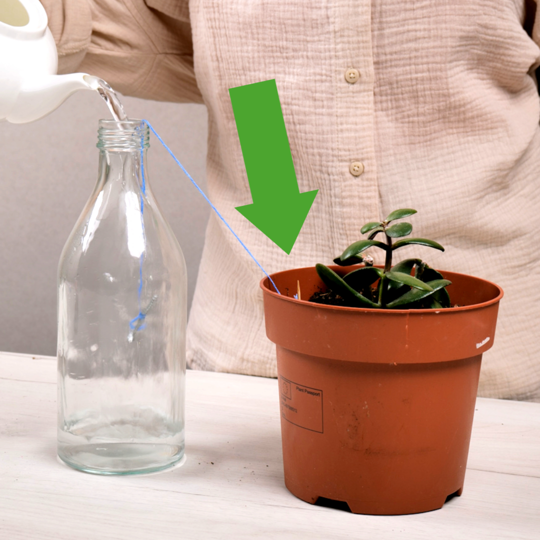 Keep your plants hydrated when you’re not around🌿