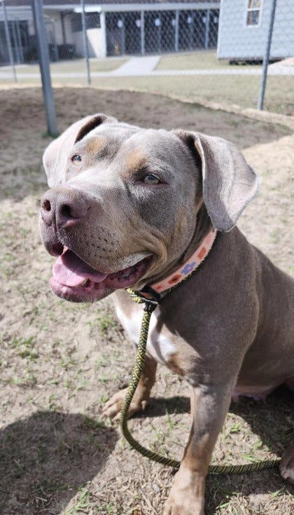 Take your pick from these dogs and cats yearning for a home