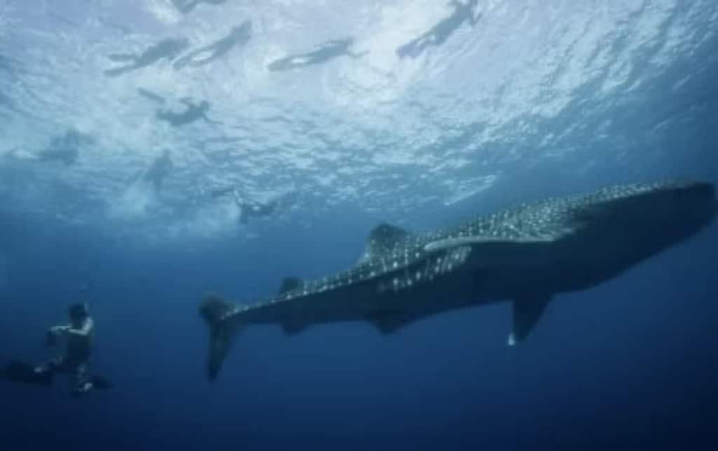 Southern Leyte’s whale sharks allowed to migrate, drew nearly 10K
