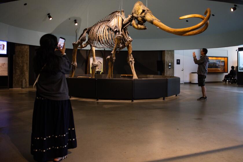 Farewell, my Smilodon: La Brea Tar Pits to close for two years