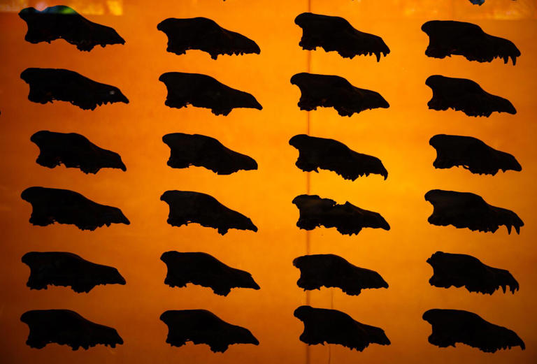 Farewell, my smilodon: La Brea Tar Pits to close for two years