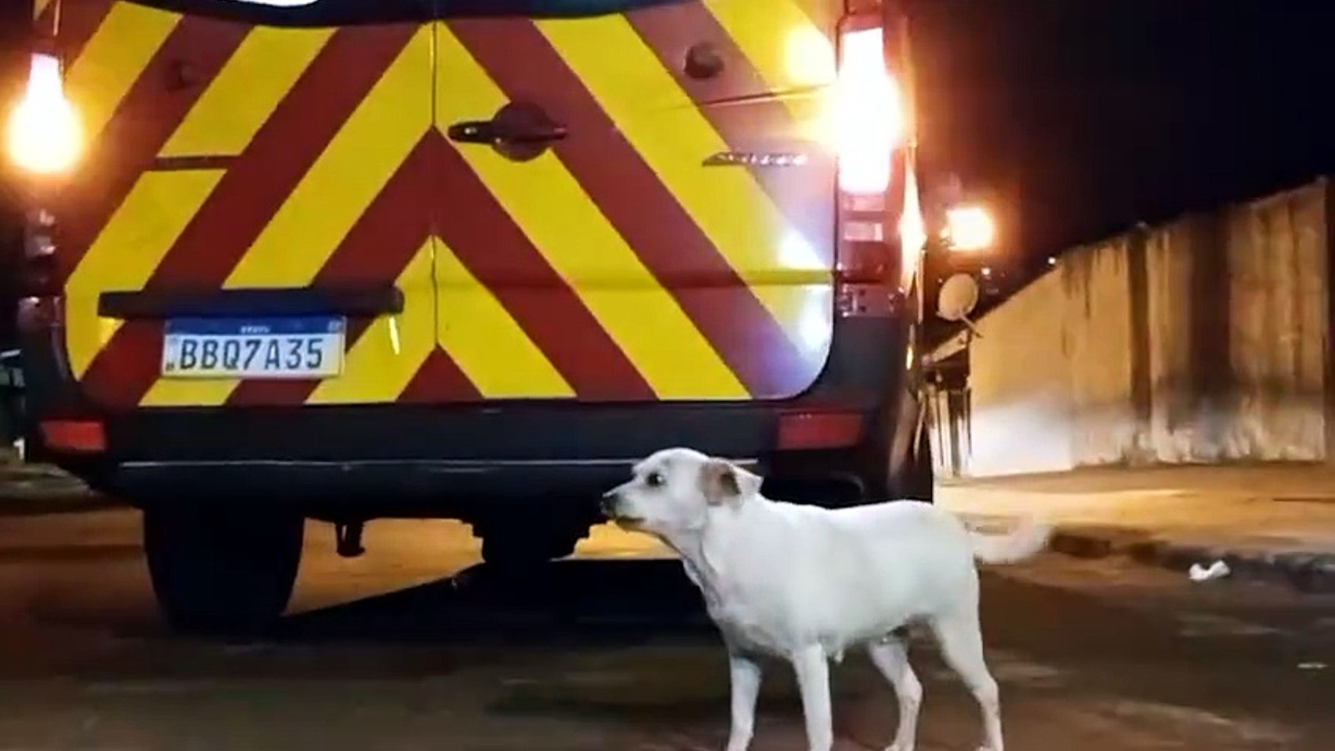 Cadela tenta seguir dona ferida e emociona durante atendimento do SIATE ...