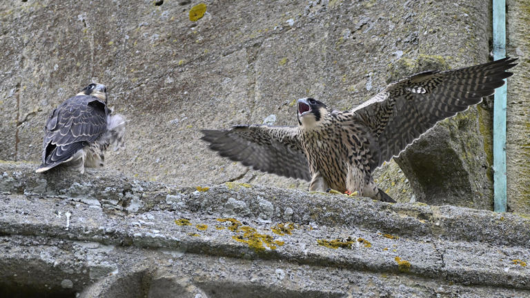 Peregrine falcons hatched and now dispatched