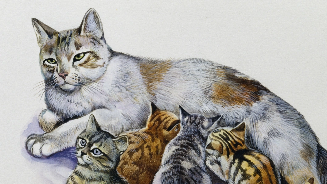 Understanding your cat’s secret language and quirks