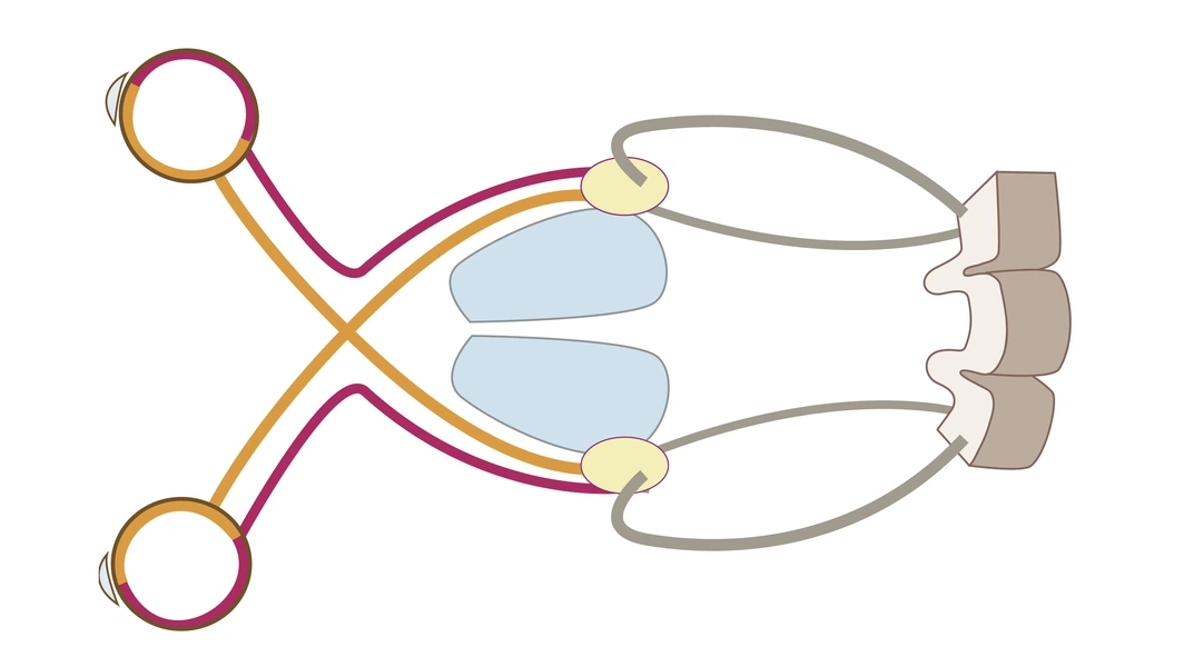 Study shows visual experience reshapes brain feedback wiring