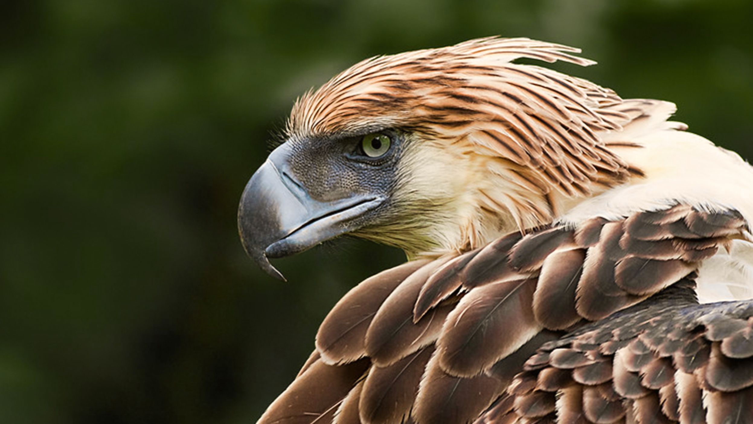 The world's largest eagle is a monkey-eater and isn't found in the US