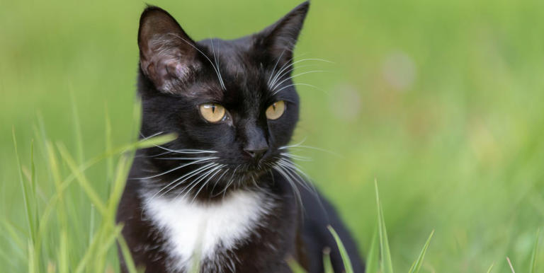 Keep neighbourhood cats and foxes off your lawn this summer with a £29. ...