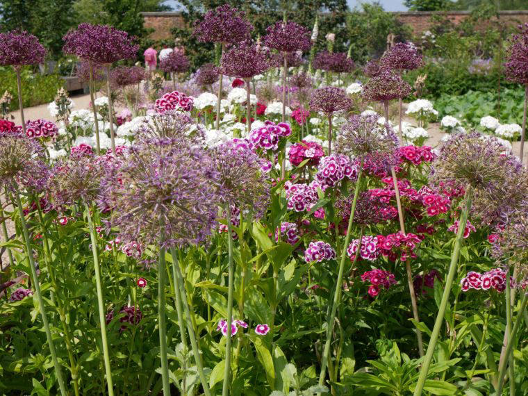 How to revive your garden plants after extreme weather