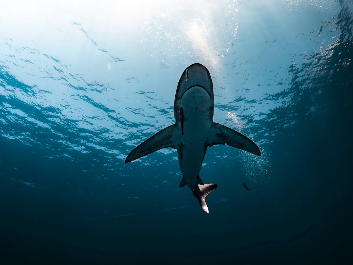 Un plongeur tué par un requin de 4,5 mètres