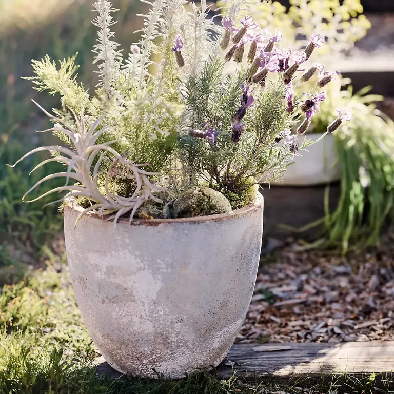 What to do with lavender in June for more flowers, stronger growth and ...
