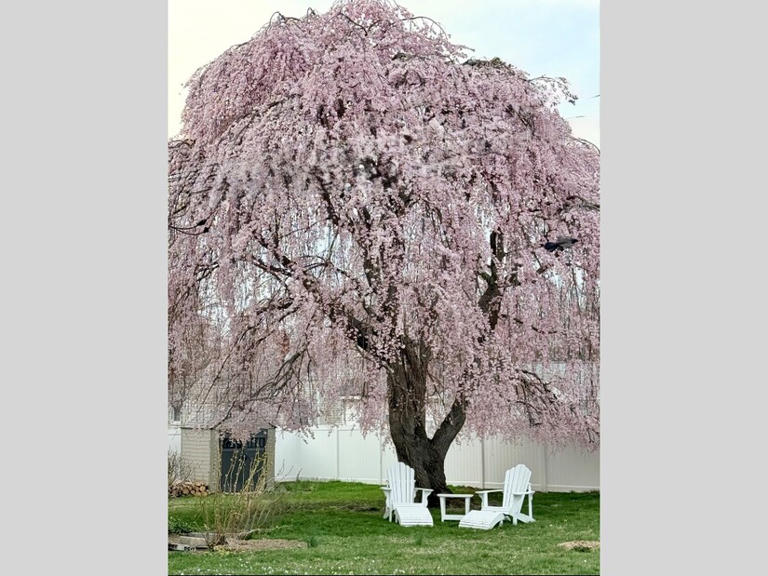 🌱 Patch AM: 2 intruders shot man, woman in Milford homicide; ID ...