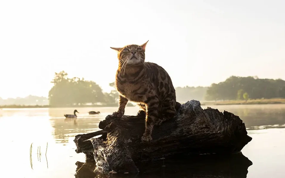 Understanding your cat’s secret language and quirks