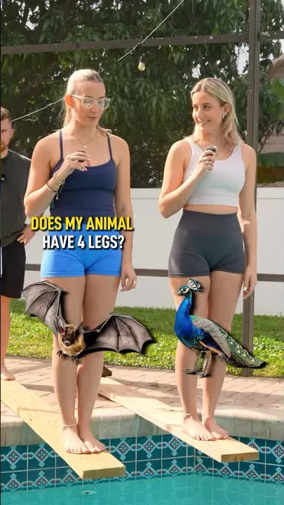 Guess the animal challenge! | Bat vs. peacock