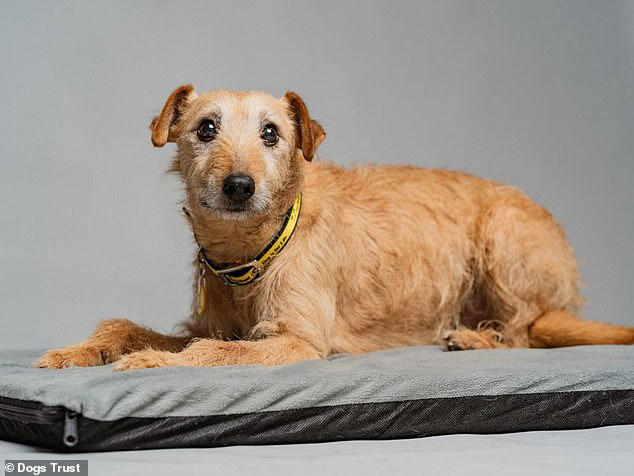 Meet the Muttley Crew of 'Underdogs' struggling to find homes due to ...