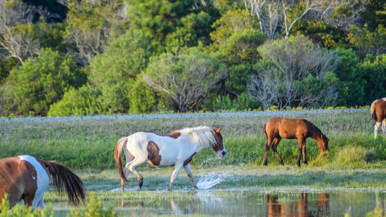 Chincoteague Island: Virginia's best-kept waterfront secret