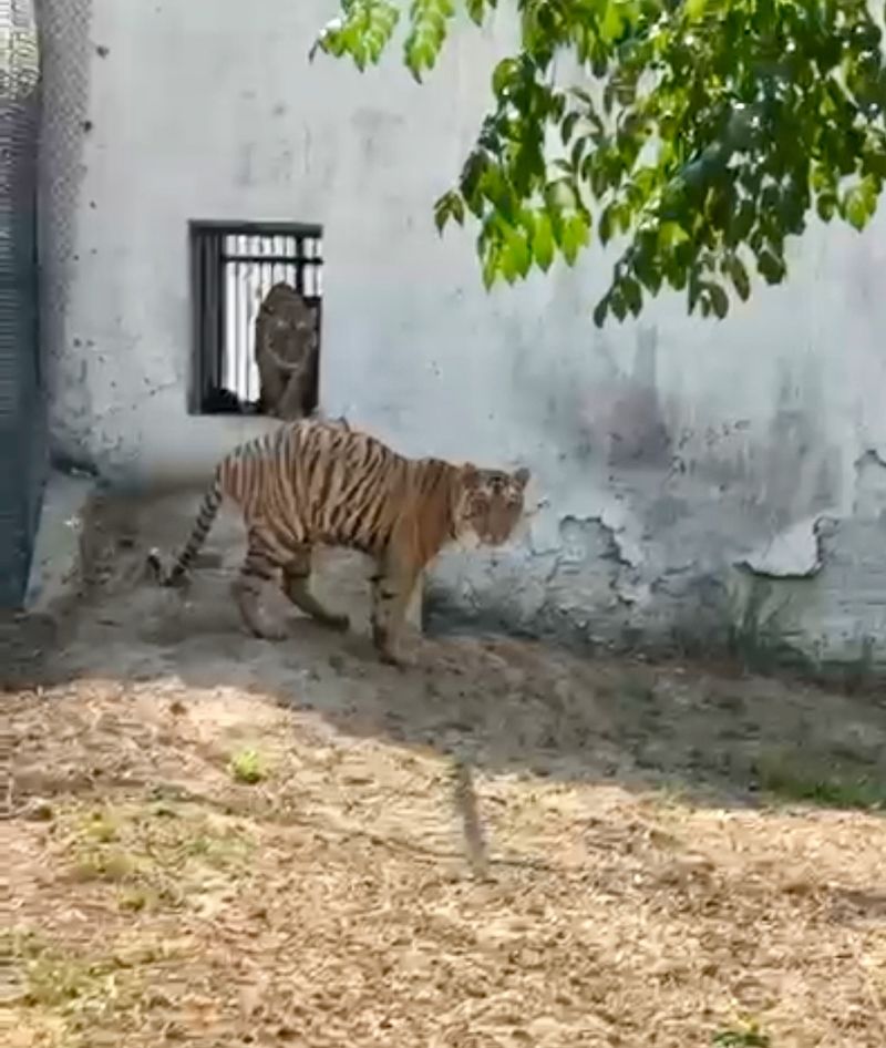 Ludhiana tiger safari back to drawing crowds, courtesy Badal and Bijli