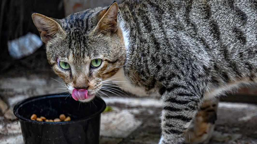 Keeping your cat’s appetite in check