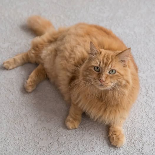 Il gatto arancione sopravvissuto agli uragani trova amore negli ultimi anni