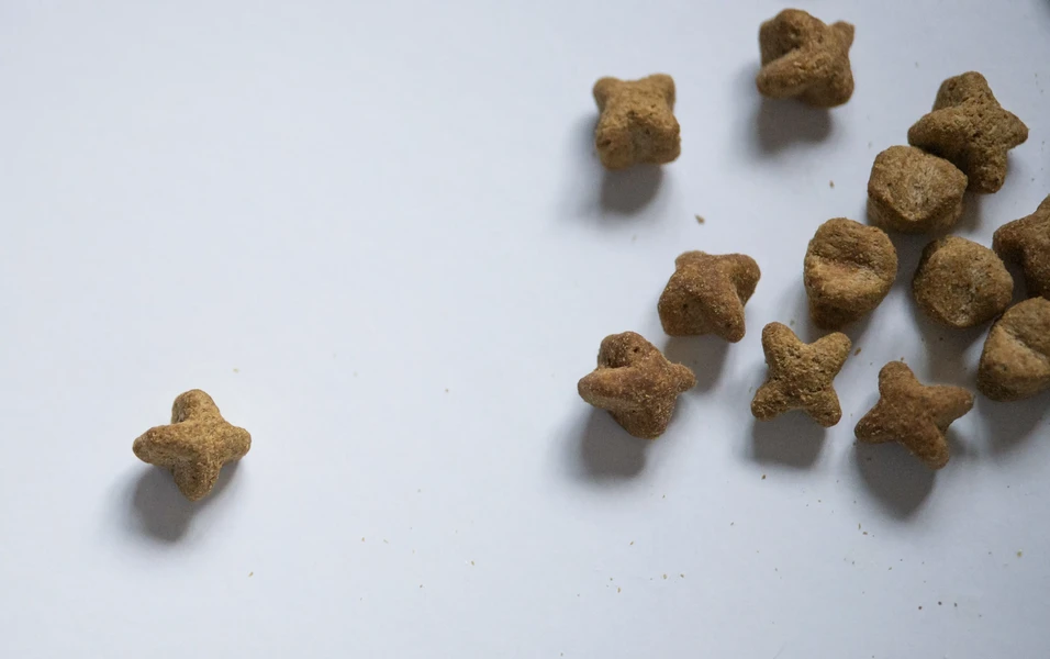 Veterinary experts outline new evidence-based dog food standards