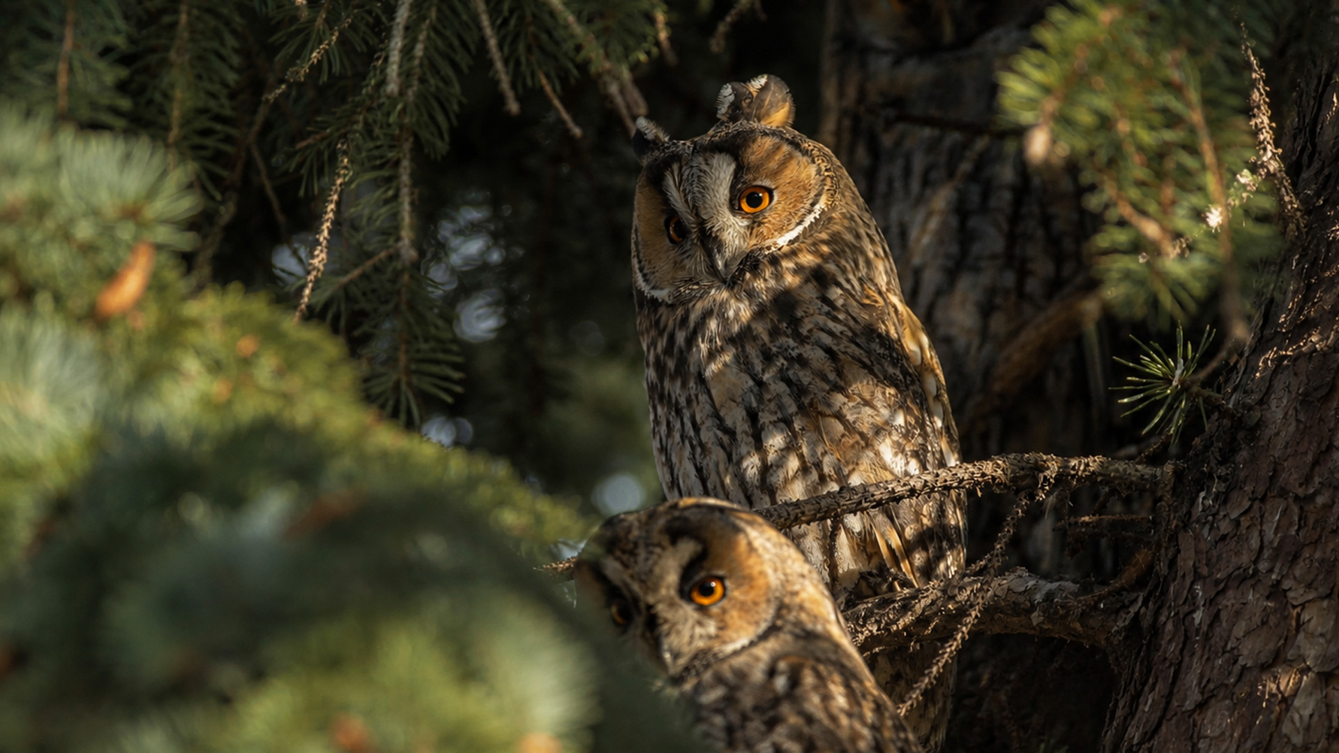 A hidden camera captured these silent predators watching the forest